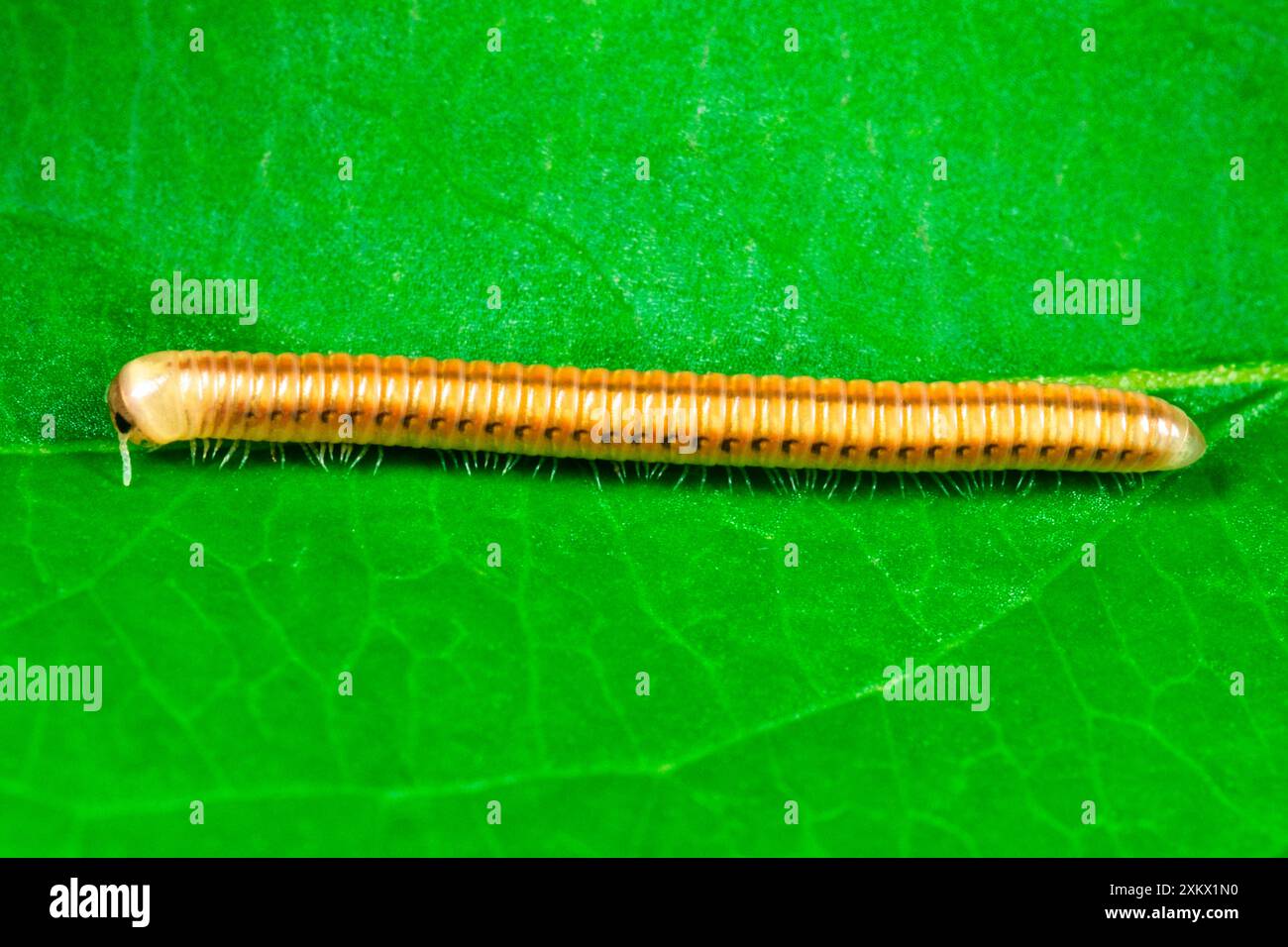 Millipedes tropiques Banque de photographies et d’images à haute ...