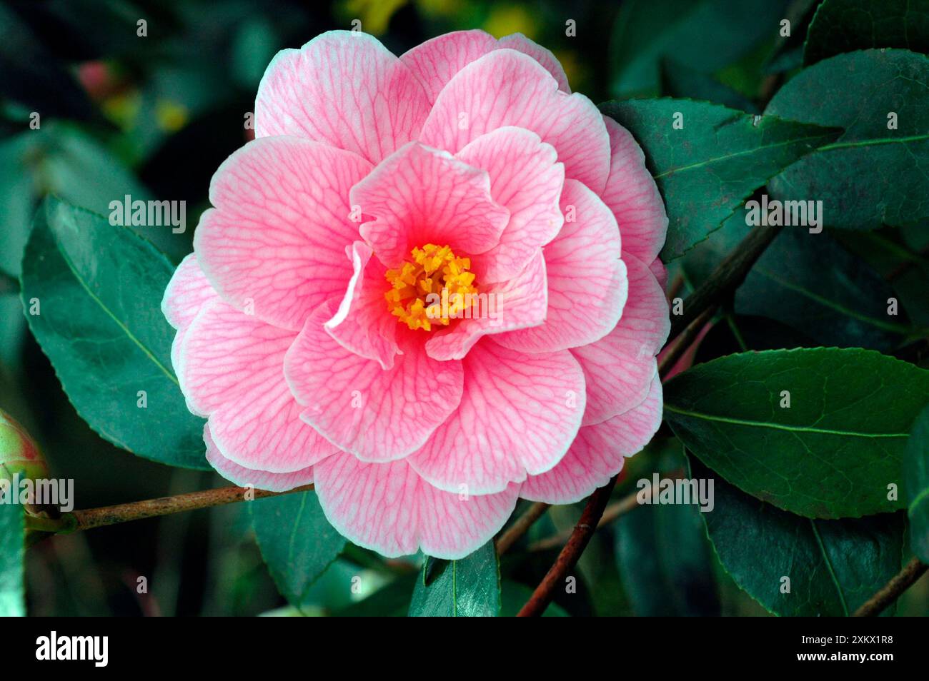 Camélia rose arbuste Banque de photographies et d’images à haute ...