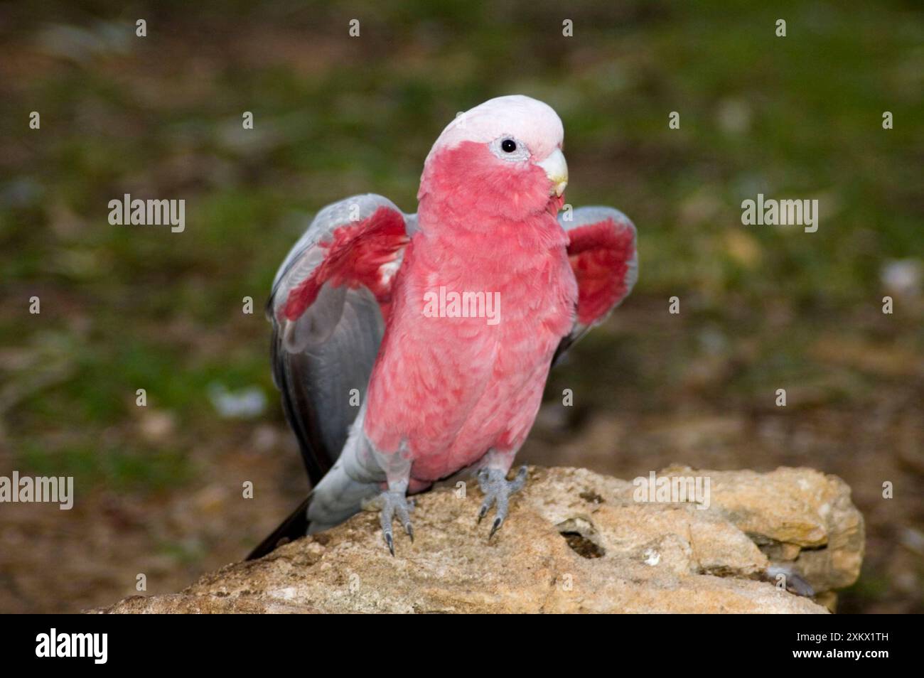 Galah birds Banque de photographies et d’images à haute résolution - Alamy