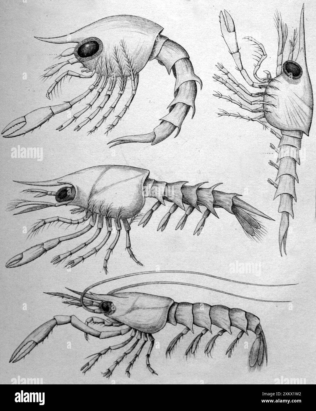 Larves de zoé de crabe Banque de photographies et d’images à haute ...