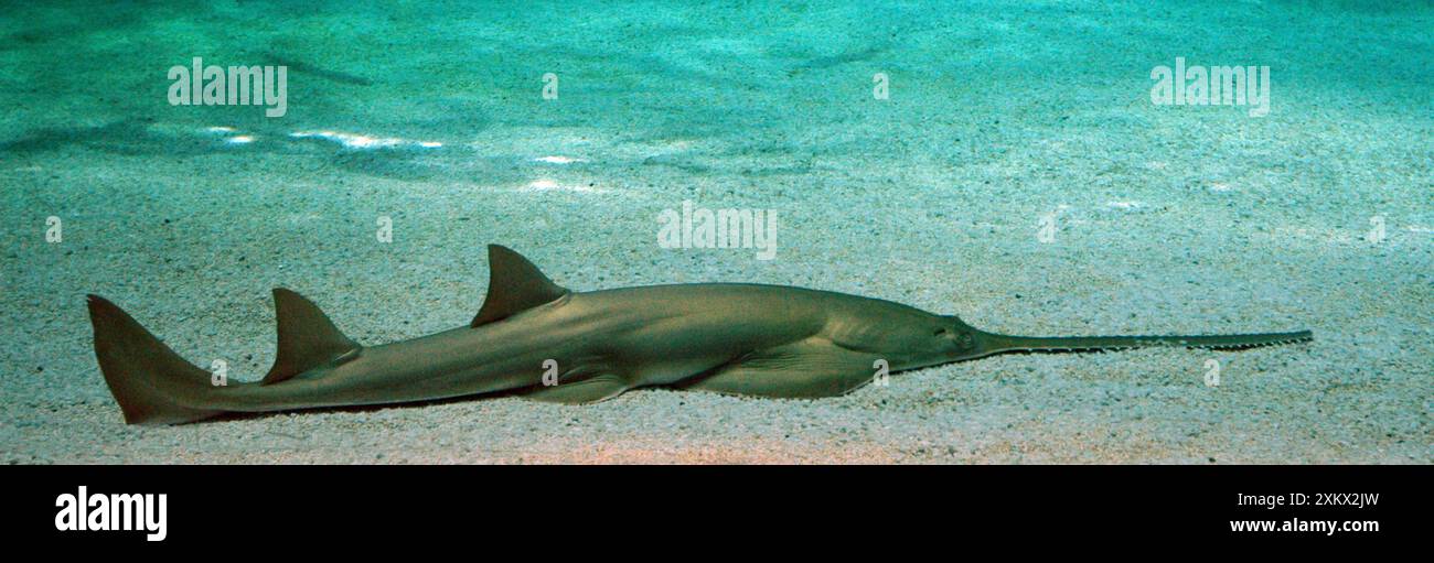 Poisson scie Banque de photographies et d’images à haute résolution - Alamy