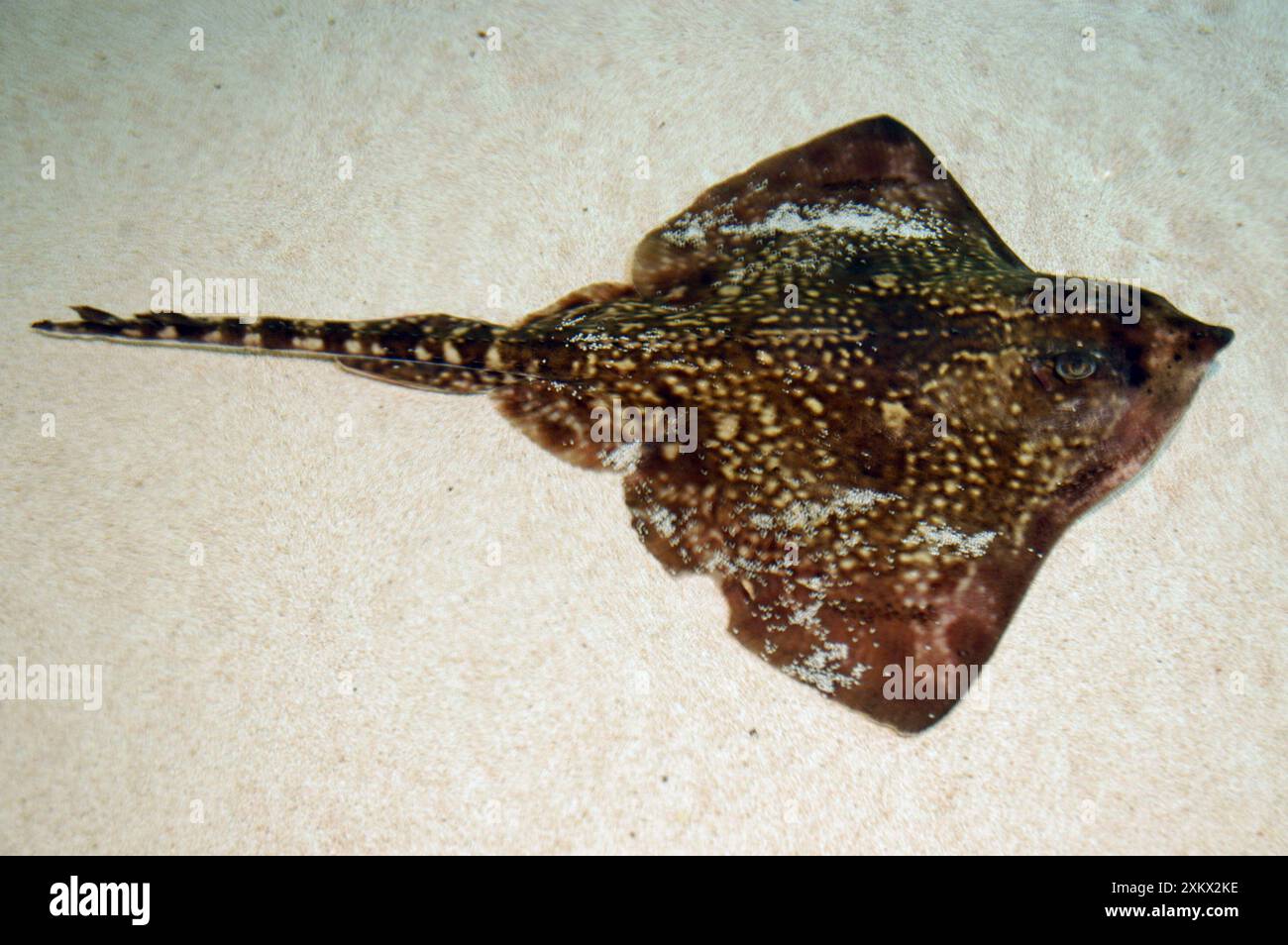 Fond marins Banque de photographies et d’images à haute résolution - Alamy