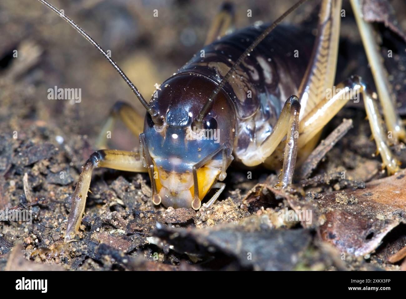 King cricket Banque de photographies et d’images à haute résolution - Alamy