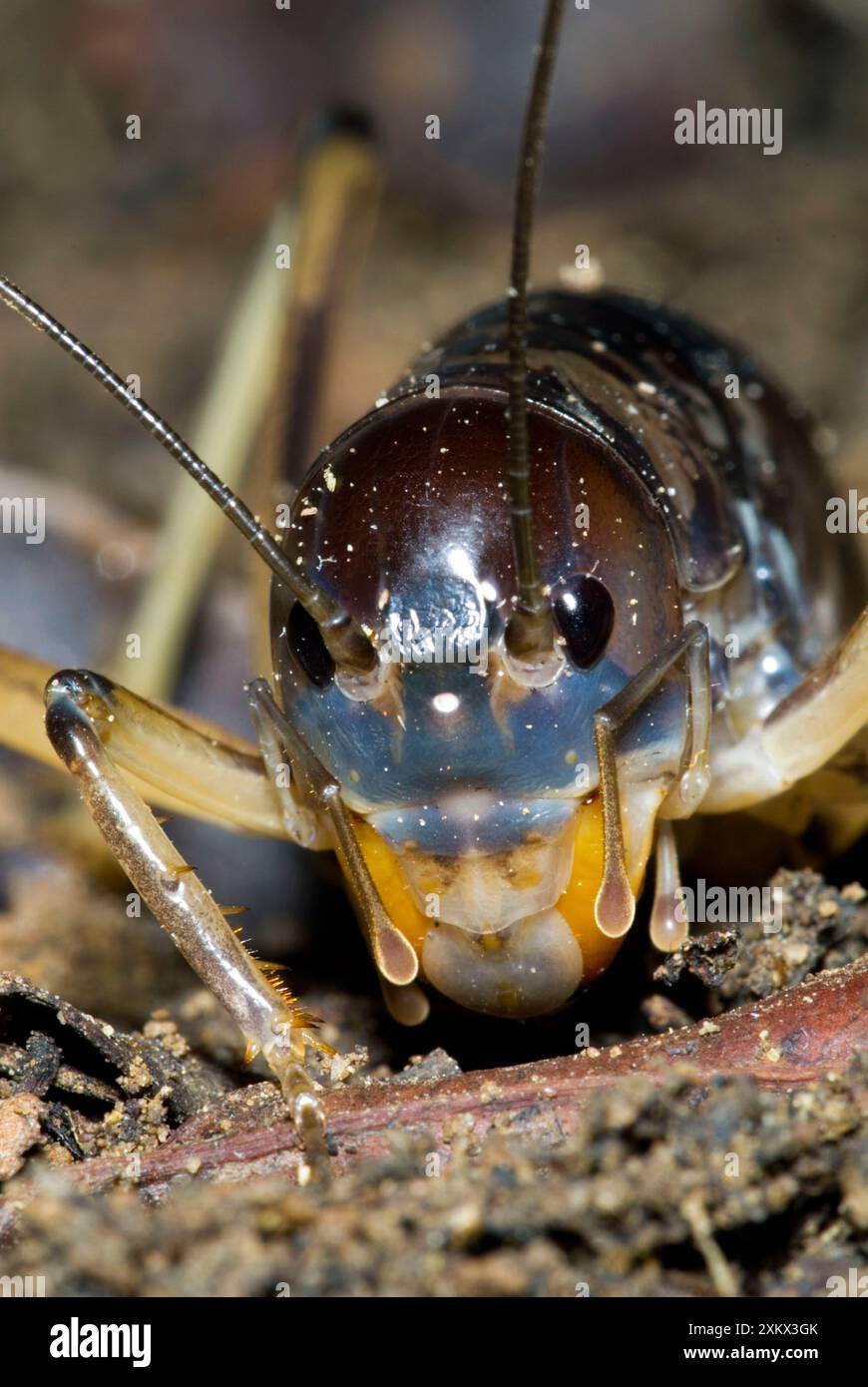 King cricket Banque de photographies et d’images à haute résolution - Alamy