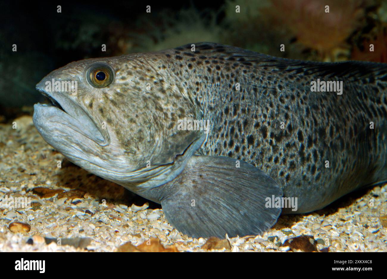 Poissons des fonds marins Banque de photographies et d’images à haute ...