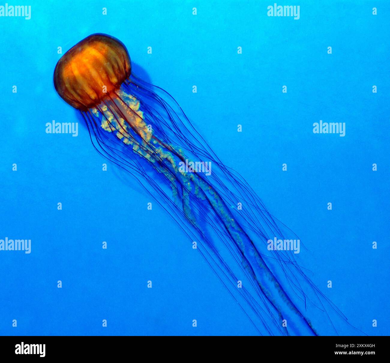 Méduse des orties de mer du pacifique Banque de photographies et d’images à haute résolution - Alamy
