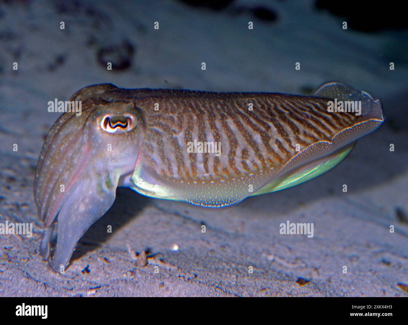 Pharaoh cuttlefish Banque de photographies et d’images à haute ...