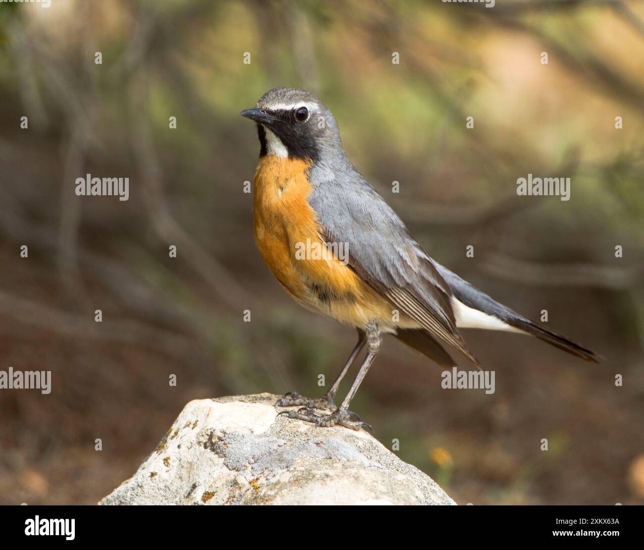 Oiseau robin adulte Banque de photographies et d’images à haute ...