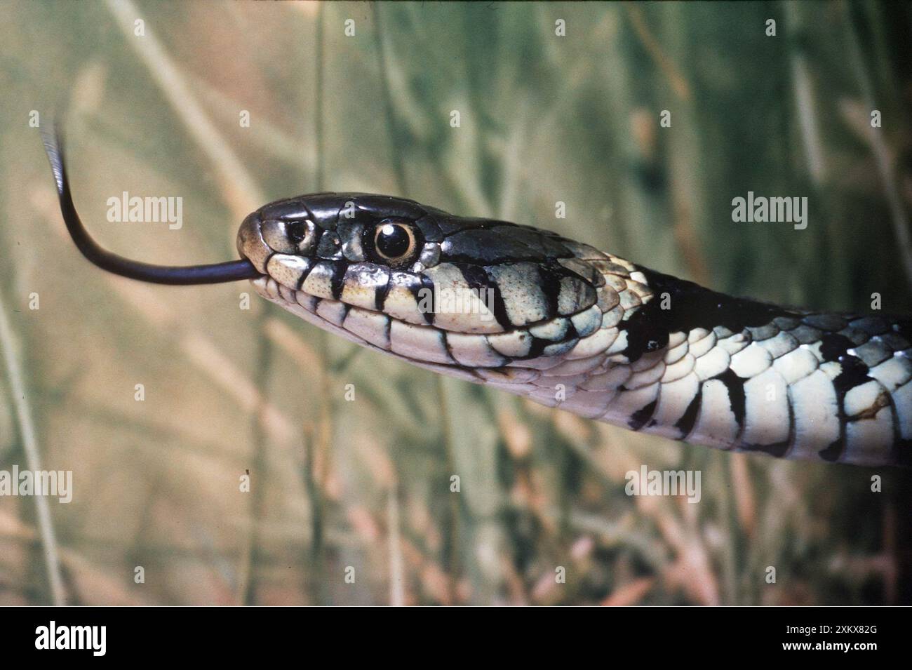 Serpents tongue Banque de photographies et d’images à haute résolution - Alamy