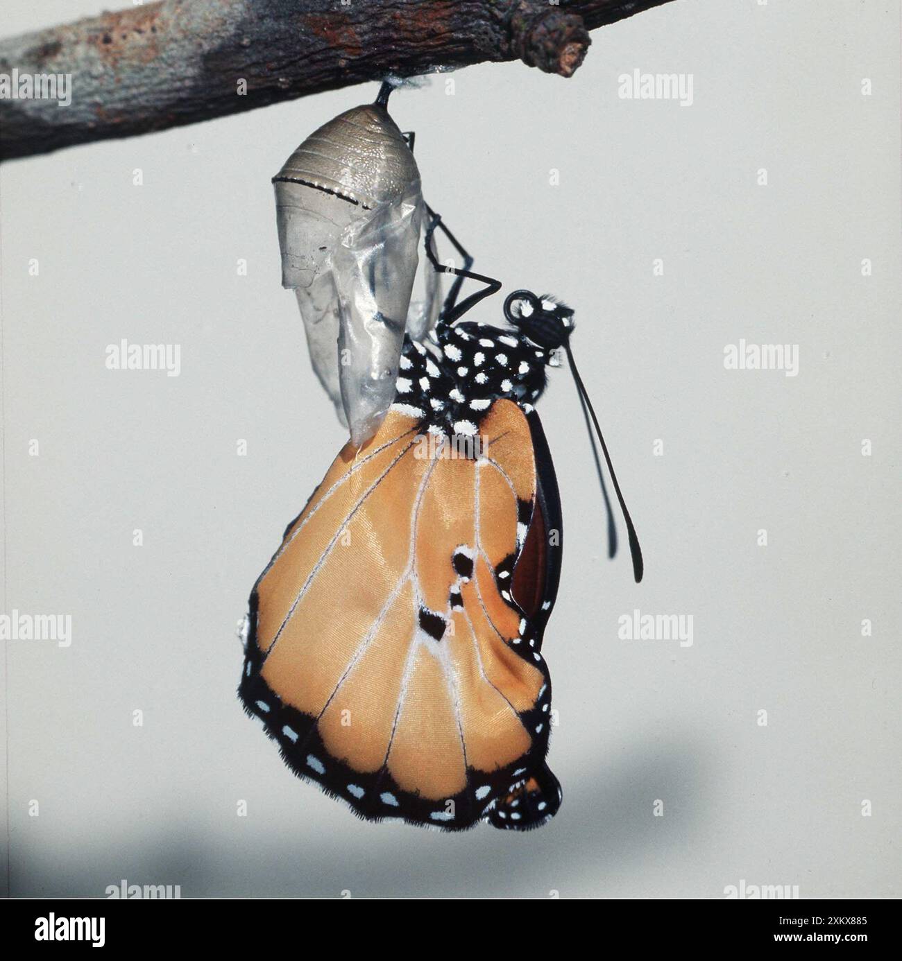 African monarch Banque de photographies et d’images à haute résolution ...