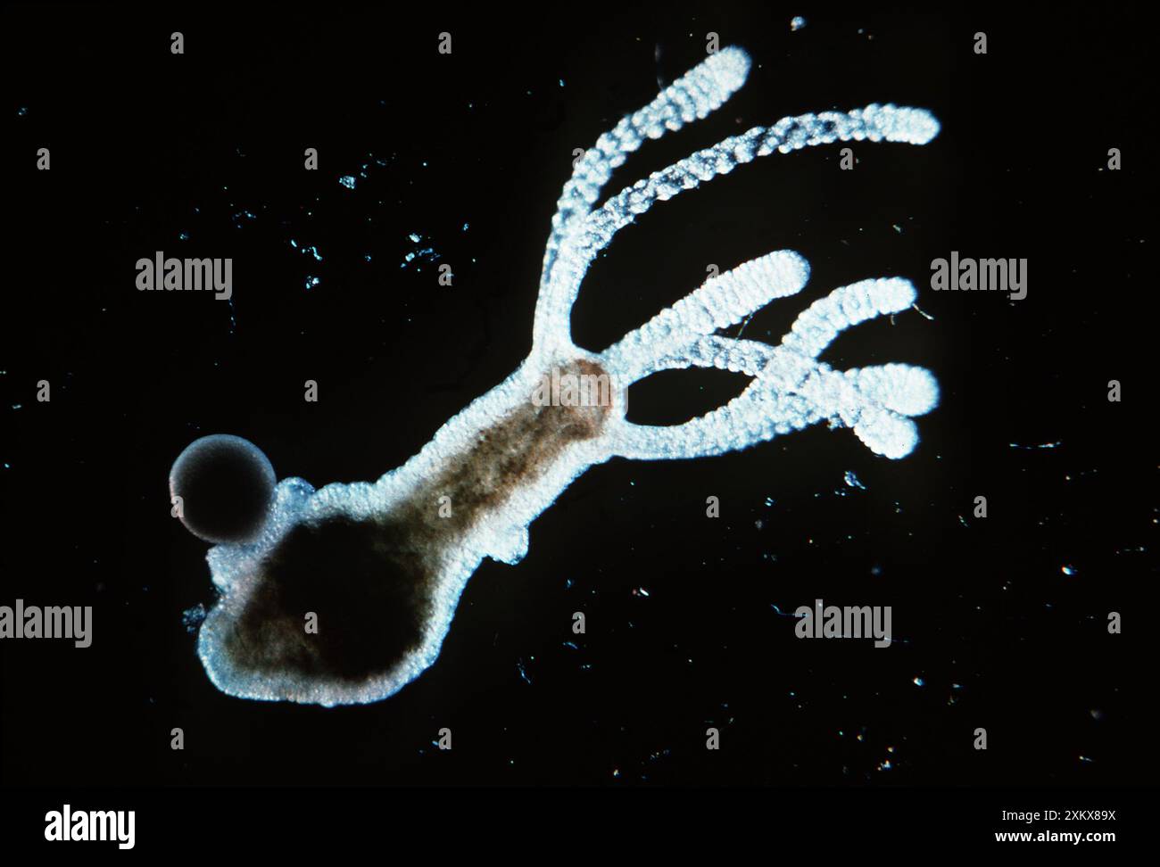 Animal genitalia not bird not reptile Banque de photographies et d ...