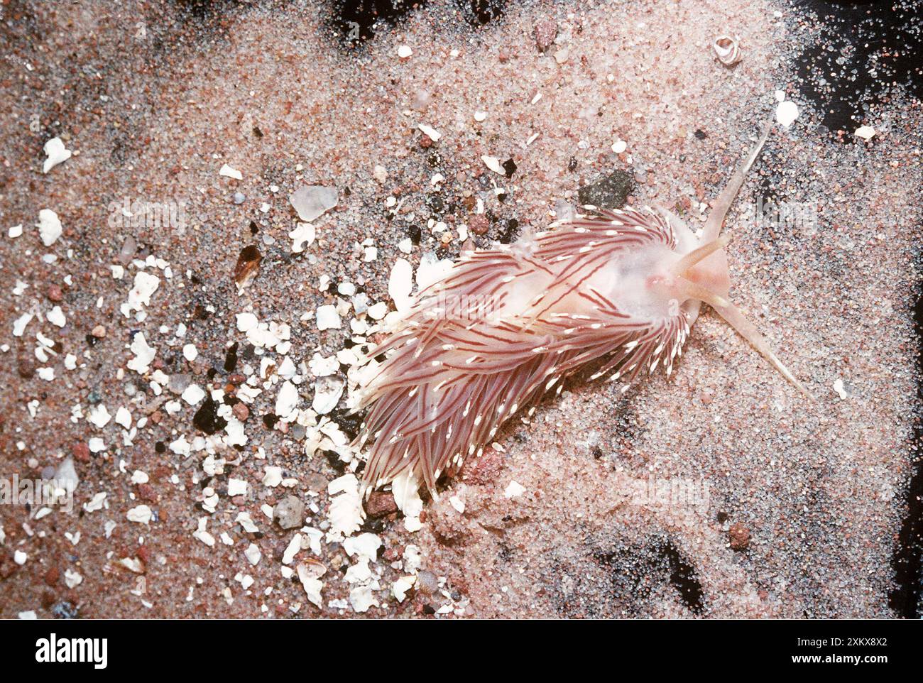 Limace de mer ou nudibranche dorid Banque de photographies et d’images à haute résolution - Alamy