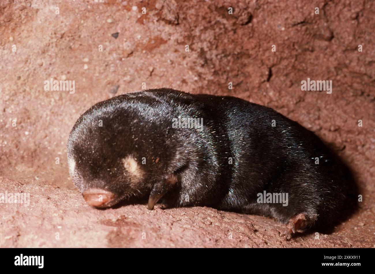 Cape golden mole Banque de photographies et d’images à haute résolution ...