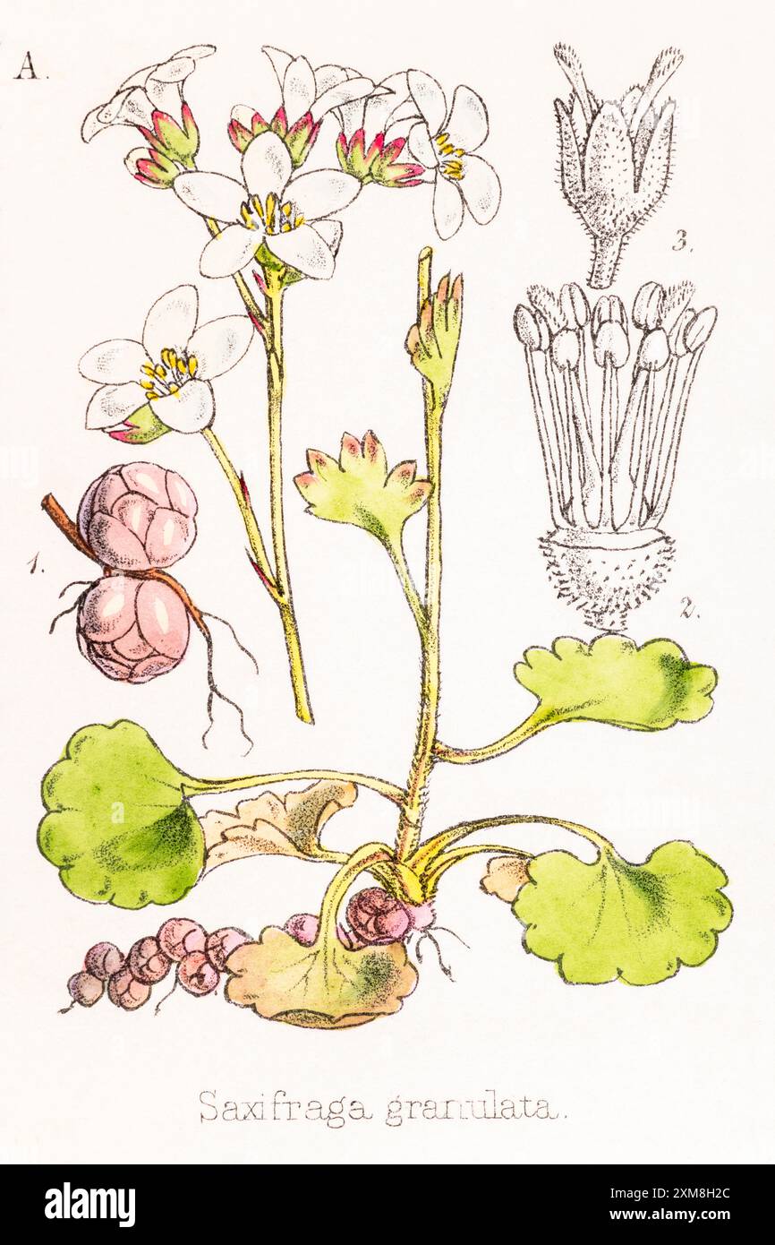 Gravure saxifrage granulata Banque de photographies et d’images à haute ...