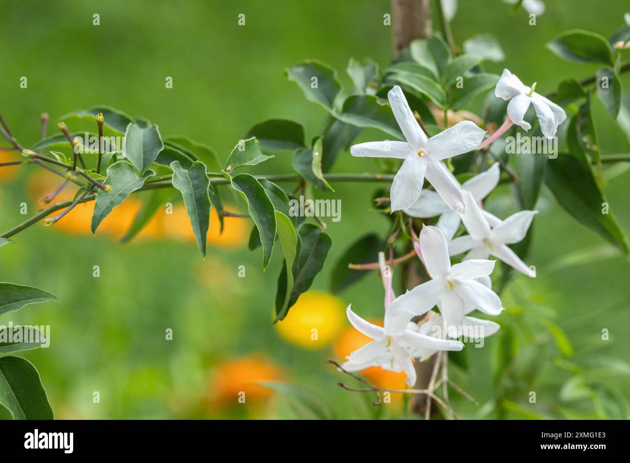 Common white jasmine jasminum officinale Banque de photographies et d ...
