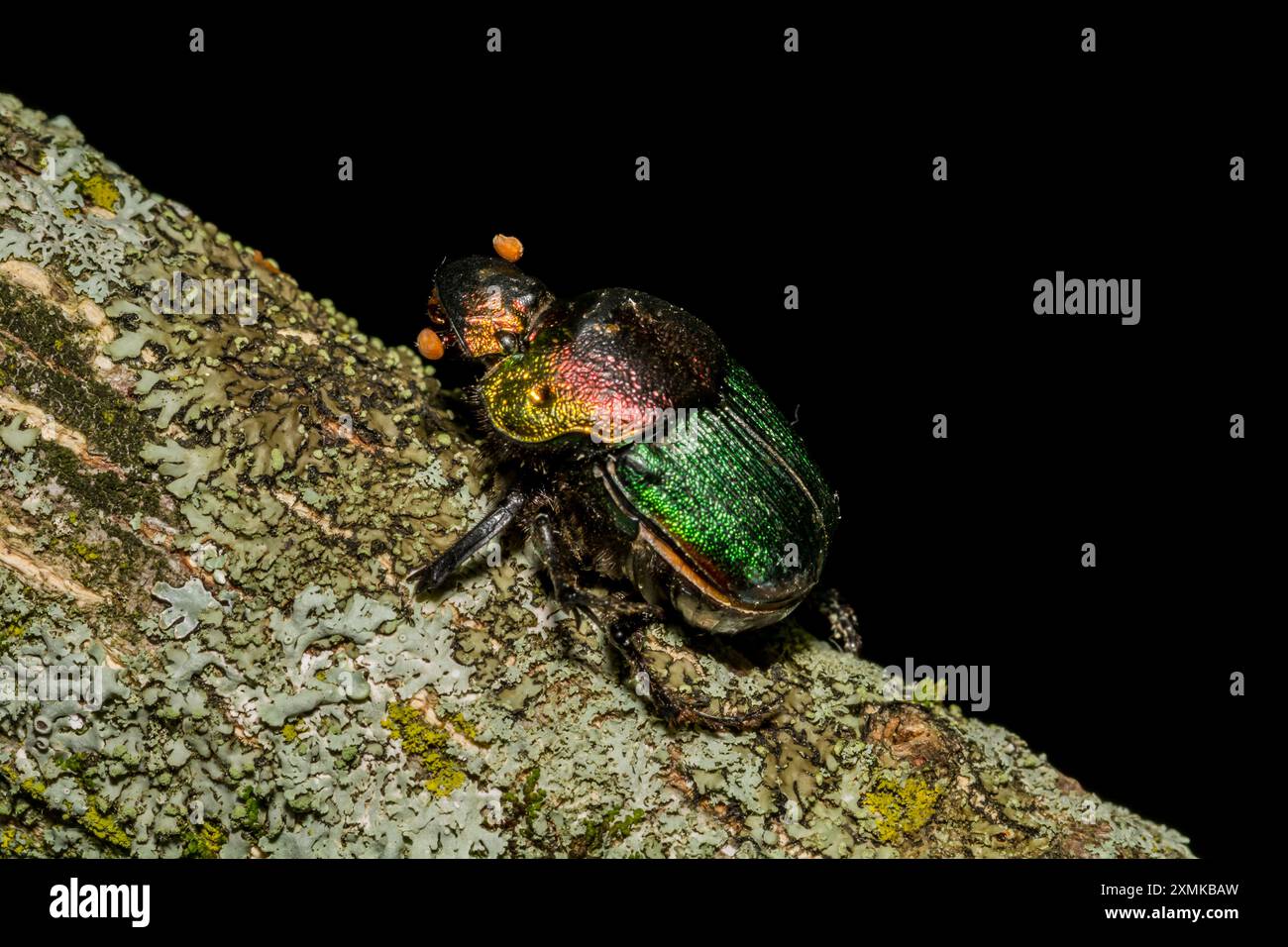 Rainbow scarab beetle Banque de photographies et d’images à haute ...