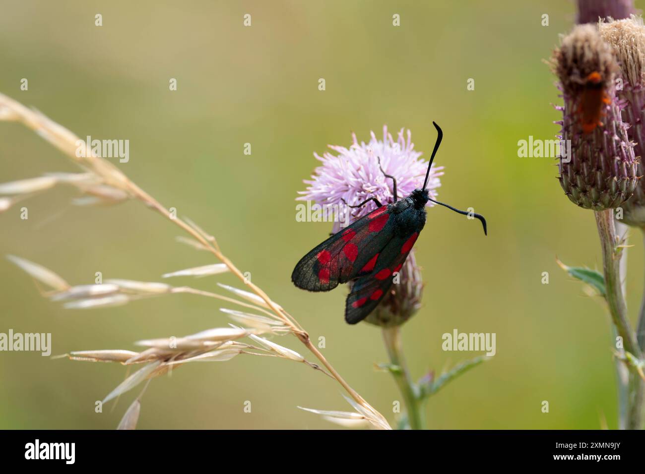 Taches rouges sur les jambes Banque de photographies et d’images à ...