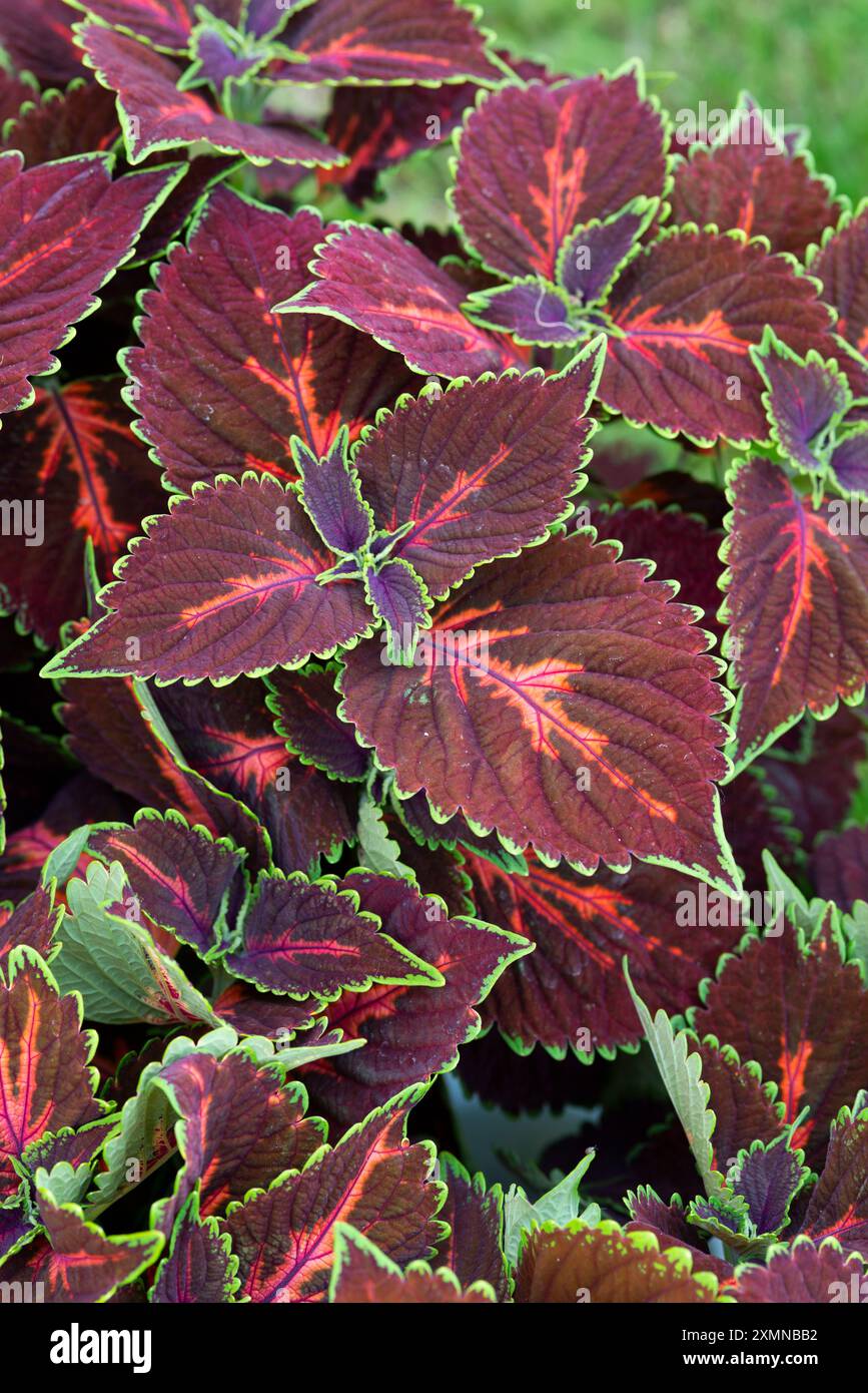 Coleus leaf Banque de photographies et d’images à haute résolution - Alamy