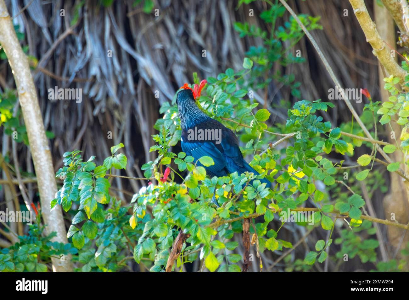 Tui bird Banque de photographies et d’images à haute résolution - Alamy