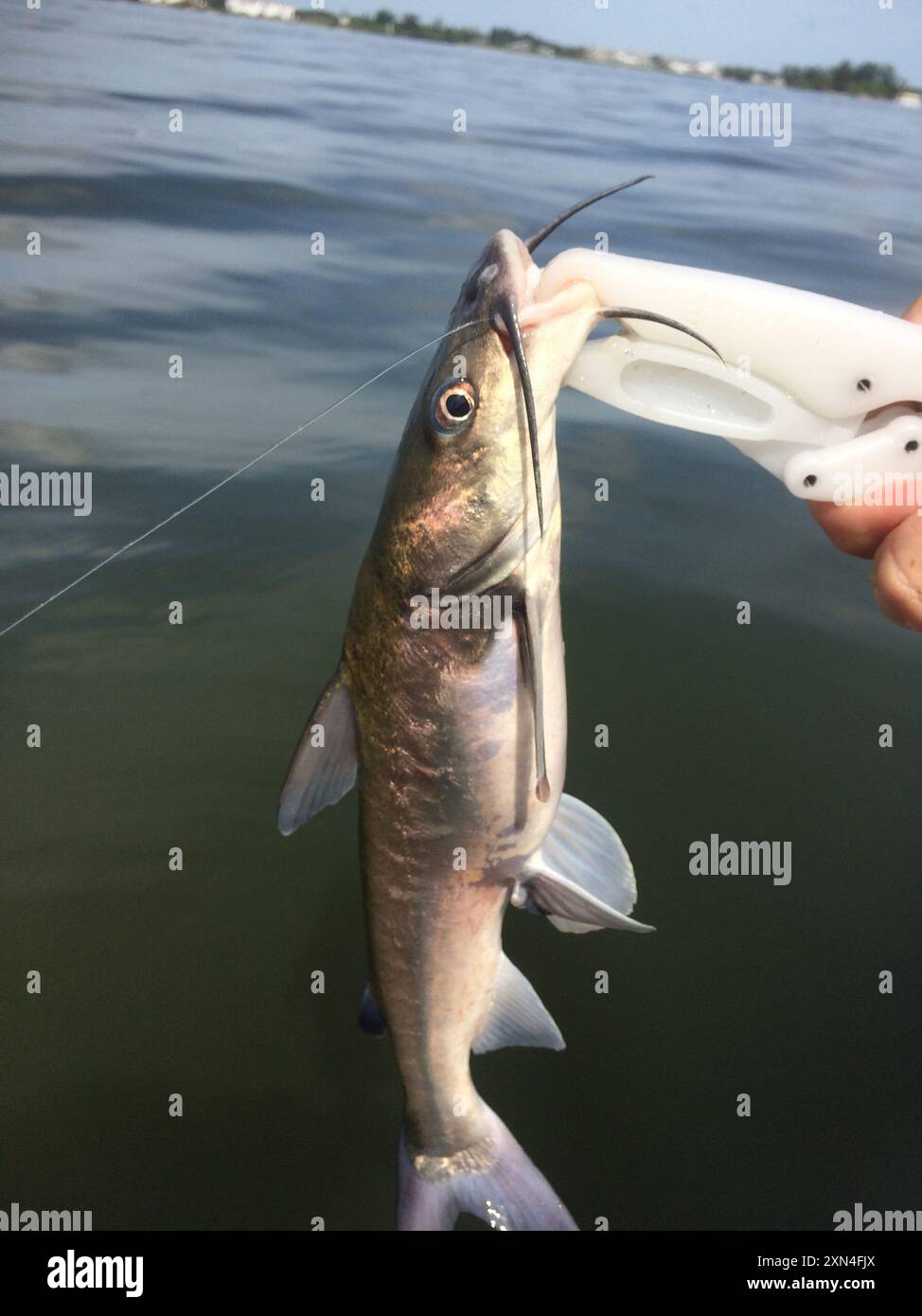 Ariopsis felis Banque de photographies et d’images à haute résolution ...