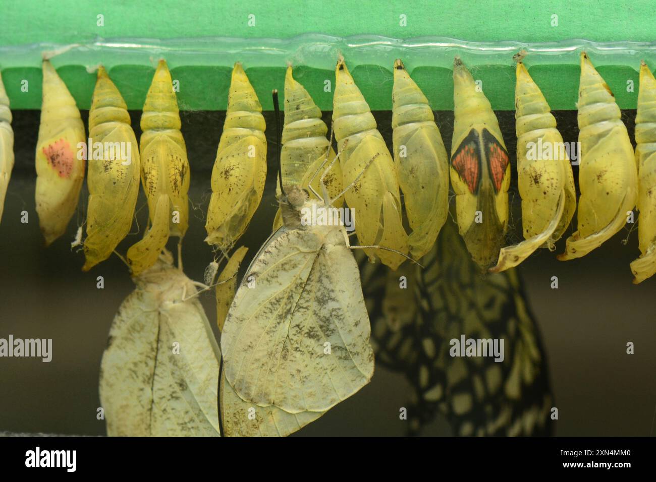 Papillon sortant d'un cocon Banque de photographies et d’images à haute ...