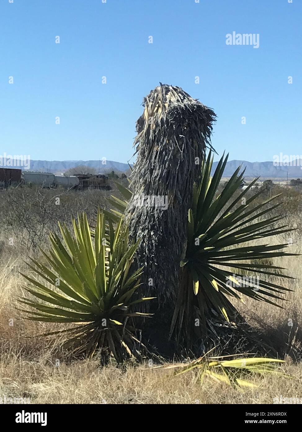 Yucca faxoniana Banque de photographies et d’images à haute résolution ...
