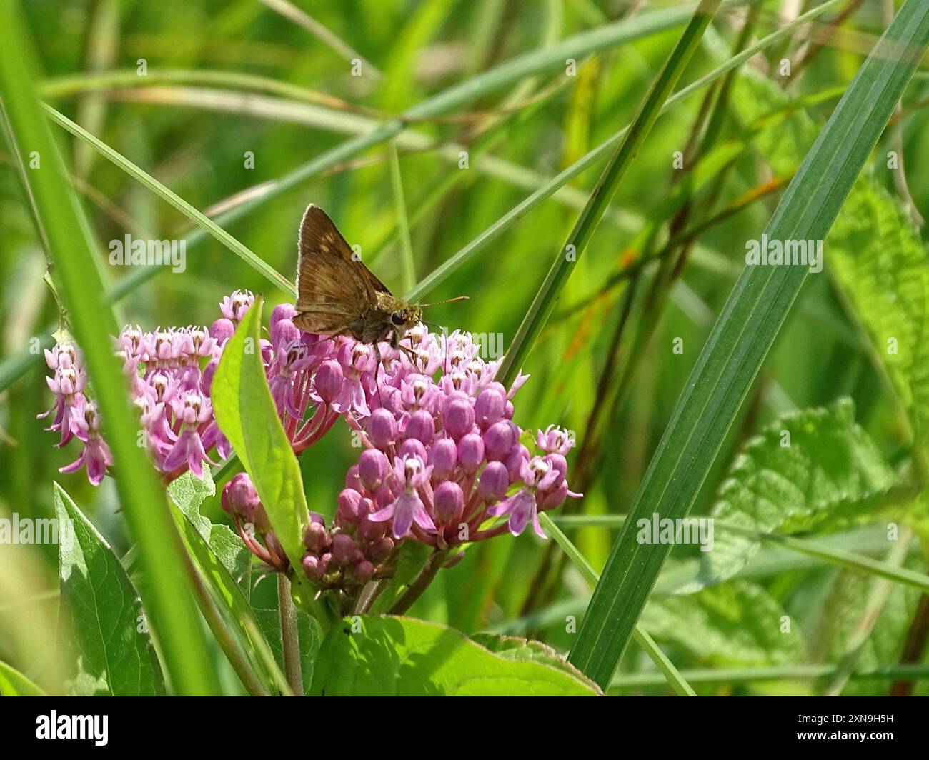 Black dash Banque de photographies et d’images à haute résolution - Alamy