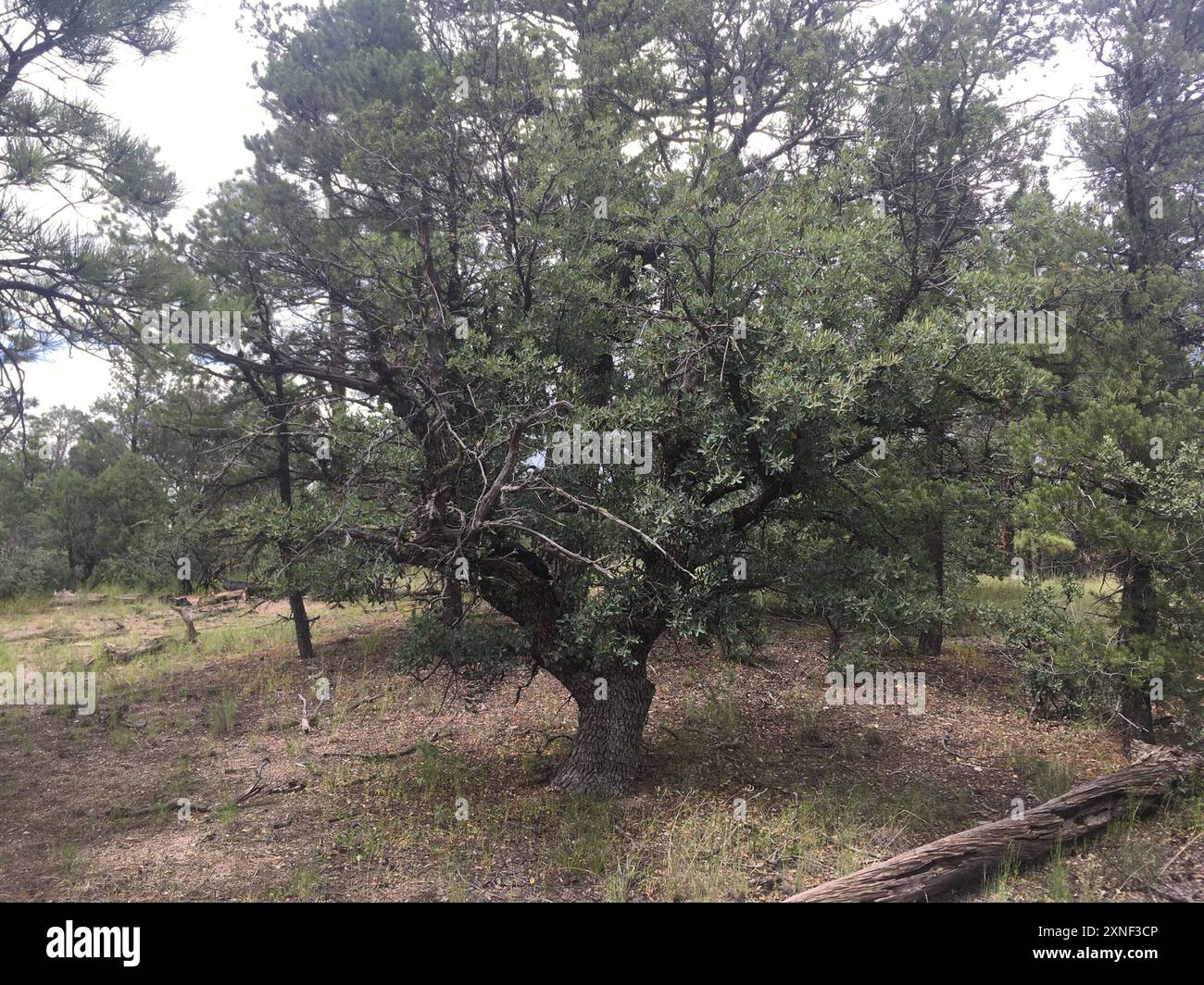 Quercus grisea Banque de photographies et d’images à haute résolution ...