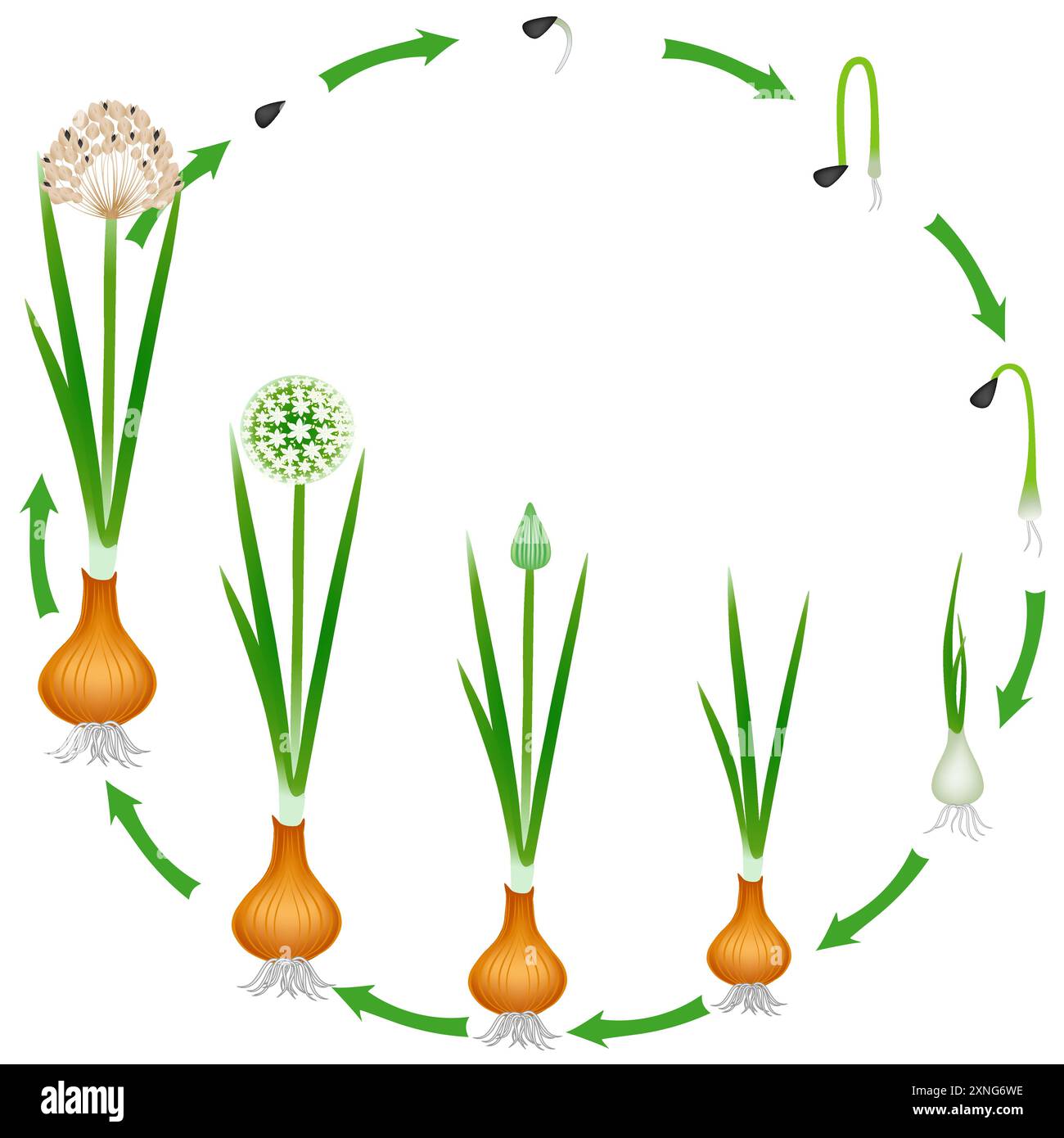 Oignon en germination Banque d'images vectorielles - Alamy