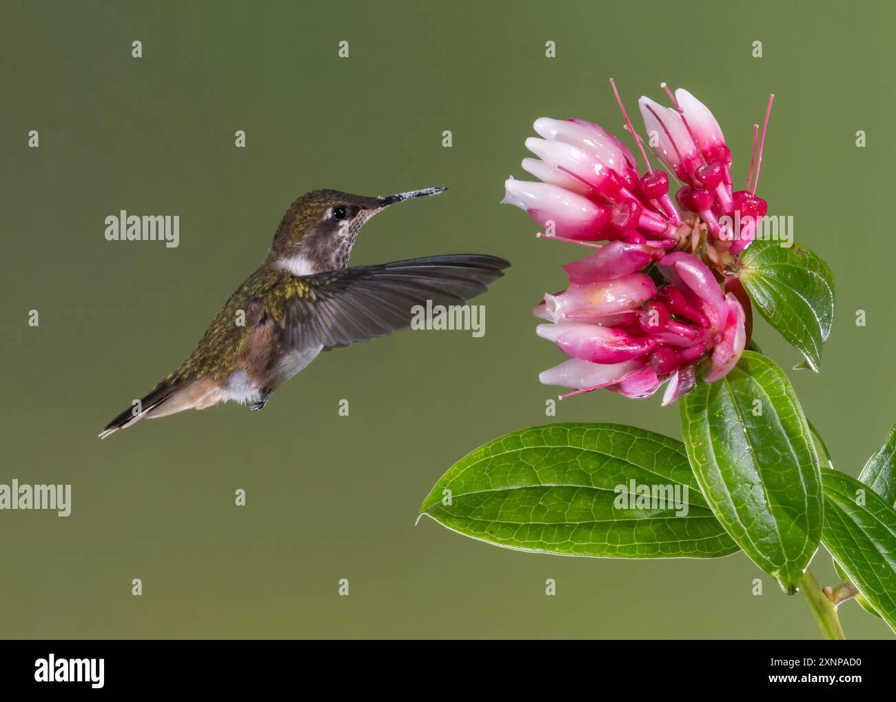 Le colibri du volcan (Selasphorus flammula) est une espèce de colibri ...