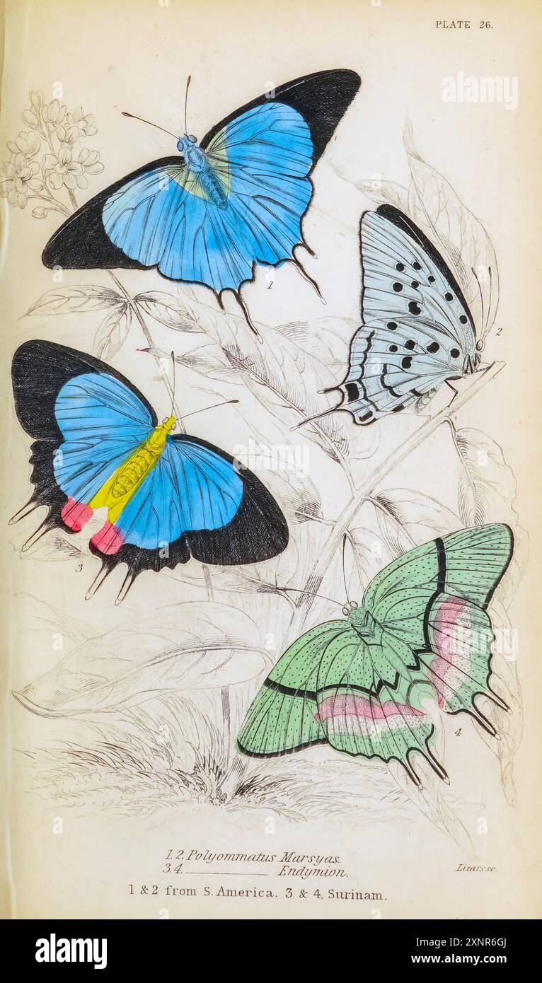 Polyommatus Marsyas ; Polyommatus Endymion [ Polyommatus est un genre ...