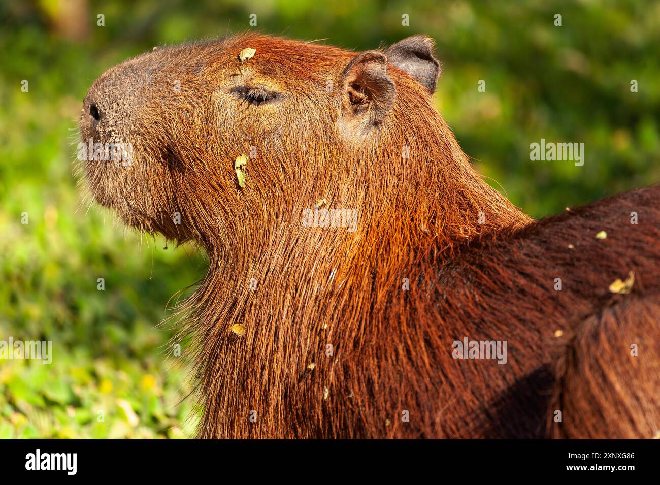 Capybara, le plus grand rongeur du monde se prélassant au soleil vu de la route Transpantaneira ...