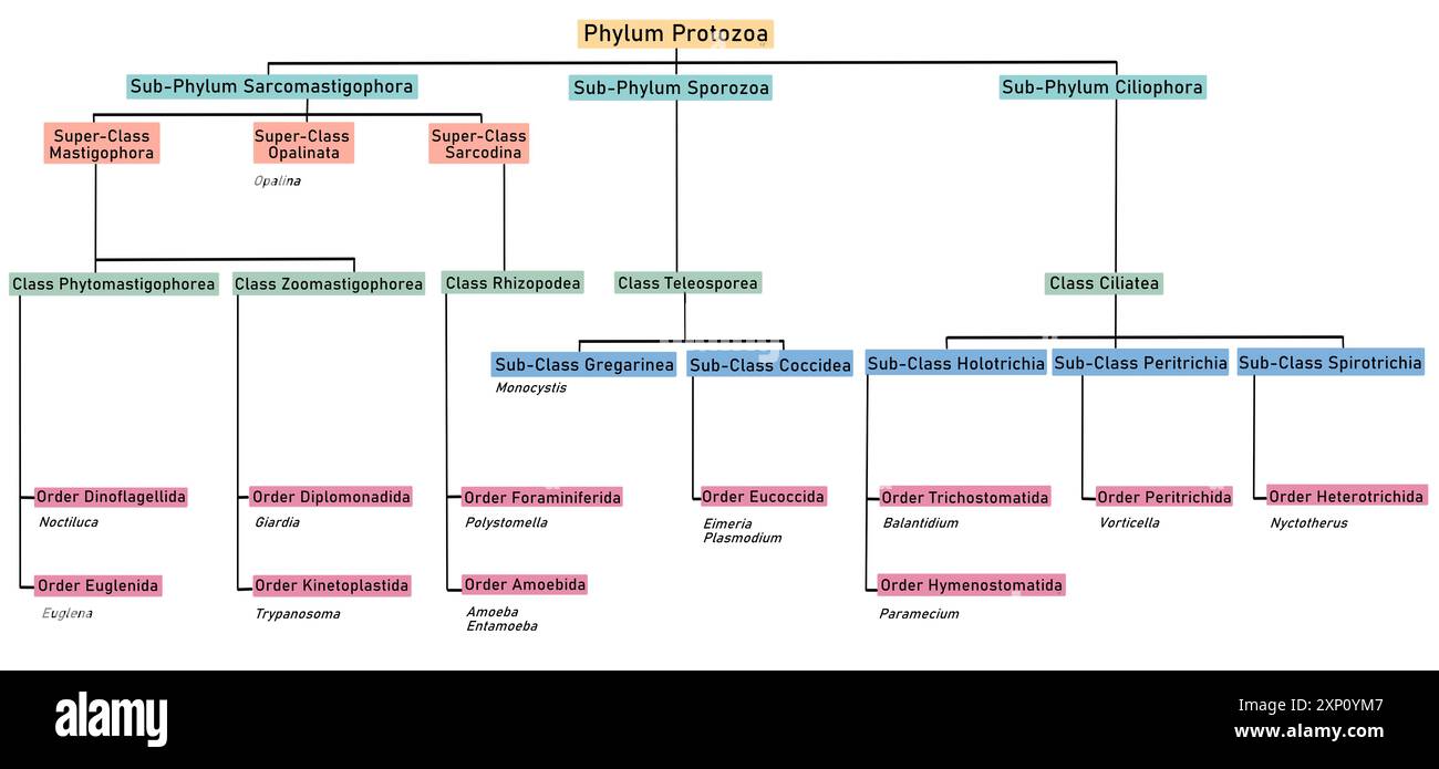Royaume des protozoaires Banque de photographies et d’images à haute ...