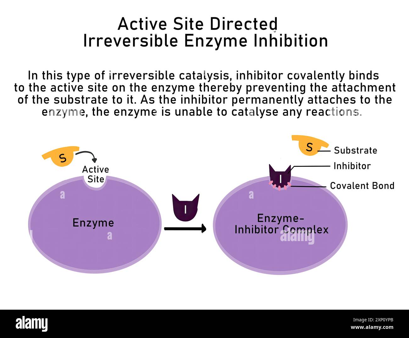 Site actif de l'enzyme Banque de photographies et d’images à haute ...