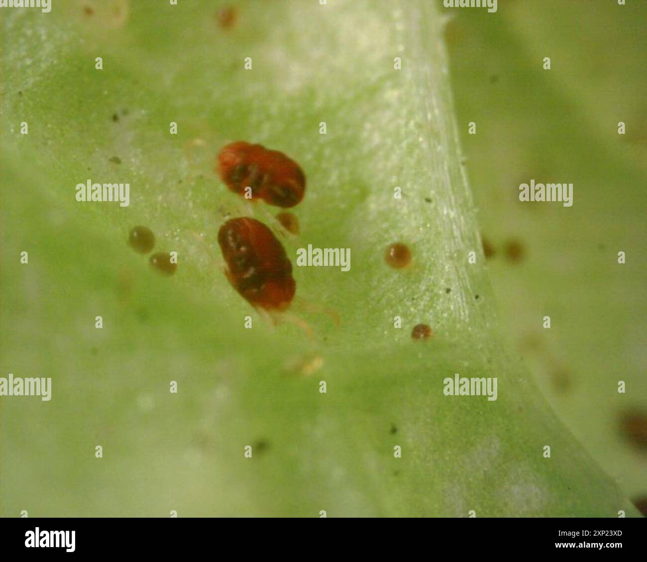 Tetranychus urticae spider mite Banque de photographies et d’images à ...