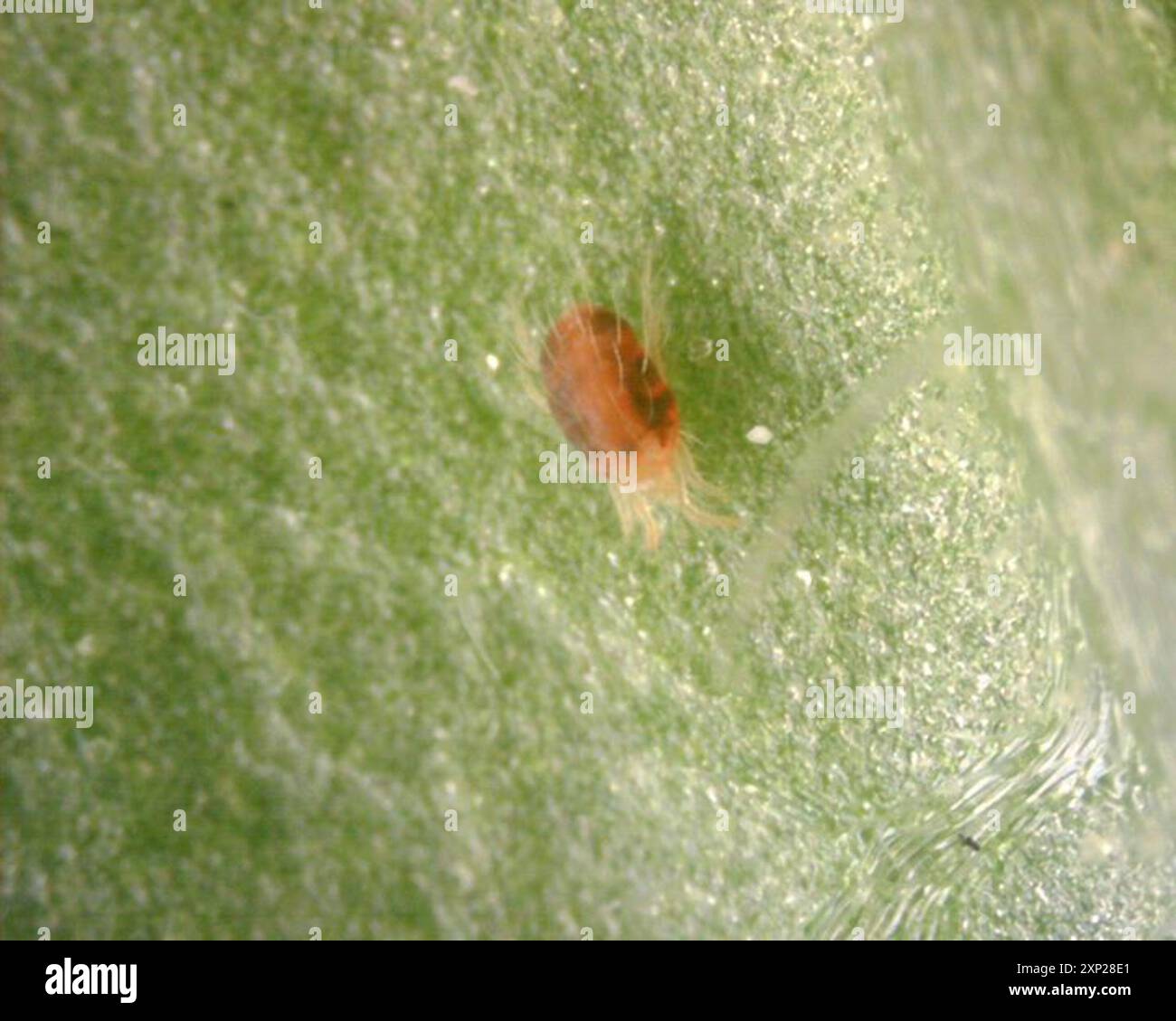 Tetranychus urticae spider mite Banque de photographies et d’images à ...