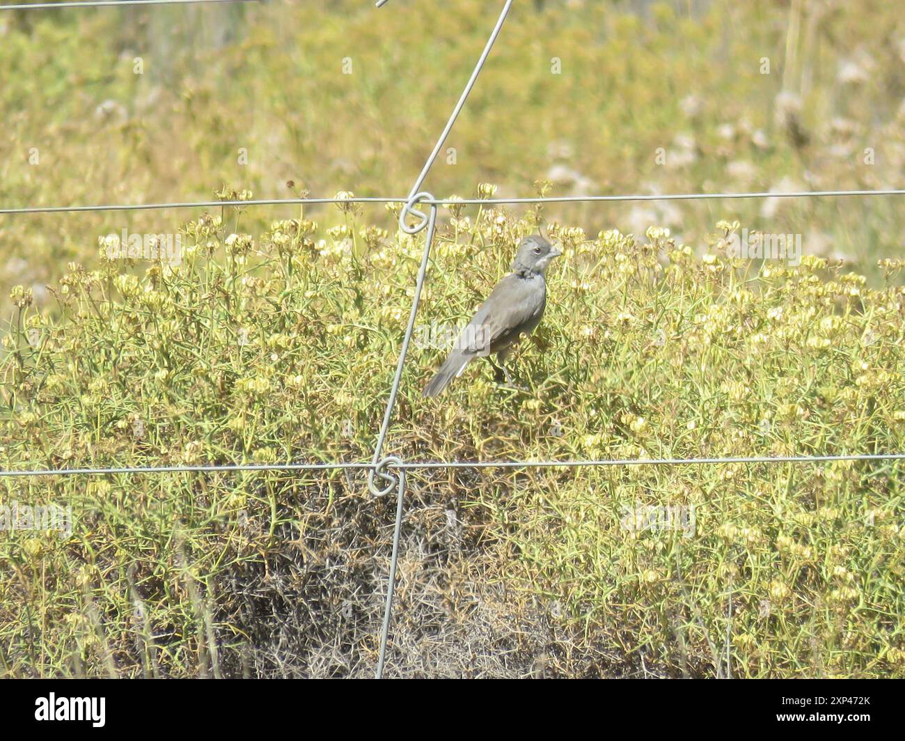 Diuca finch Banque de photographies et d’images à haute résolution - Alamy