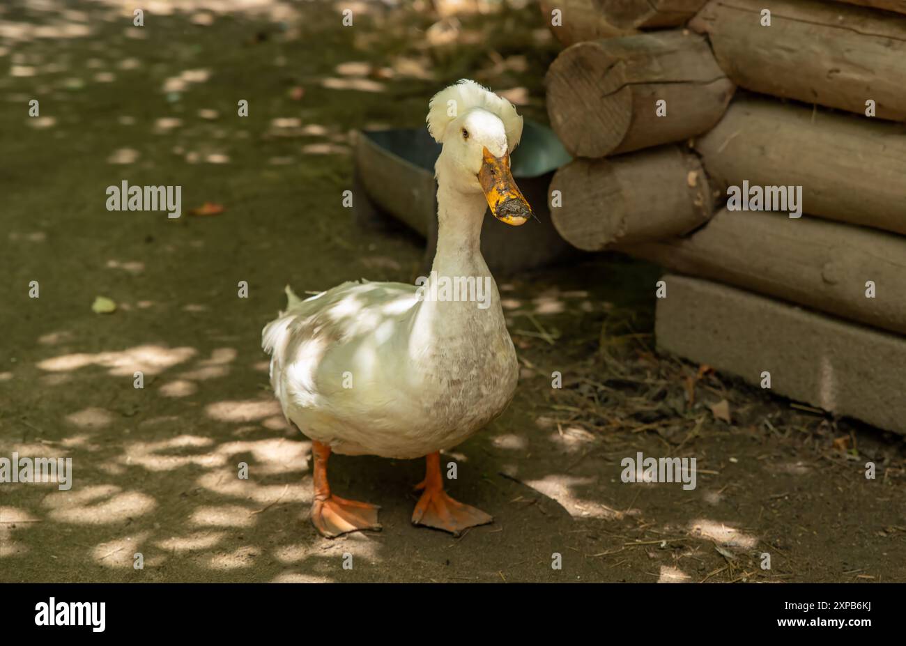 Race de canard huppé Banque de photographies et d’images à haute ...