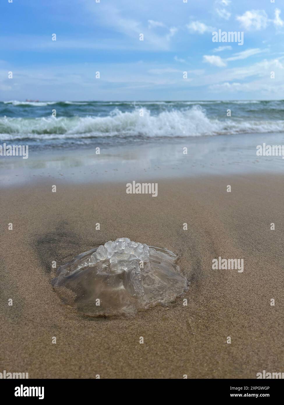 Anatomie de la gelée de mer Banque de photographies et d’images à haute ...