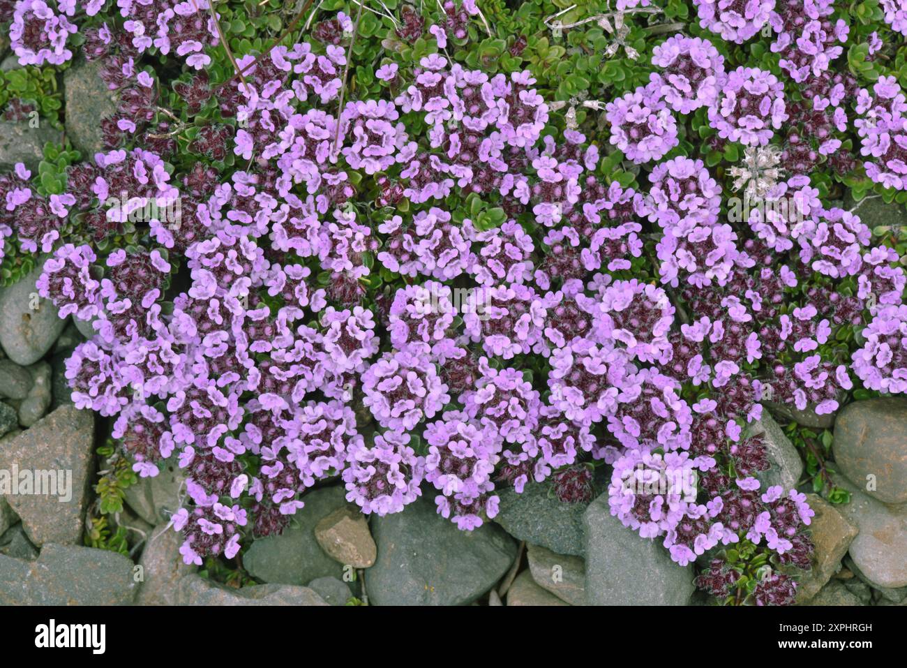 Thymus drucei Banque de photographies et d’images à haute résolution ...