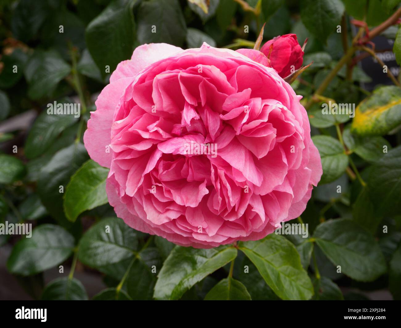 Rosa penelope shrub rose Banque de photographies et d’images à haute ...