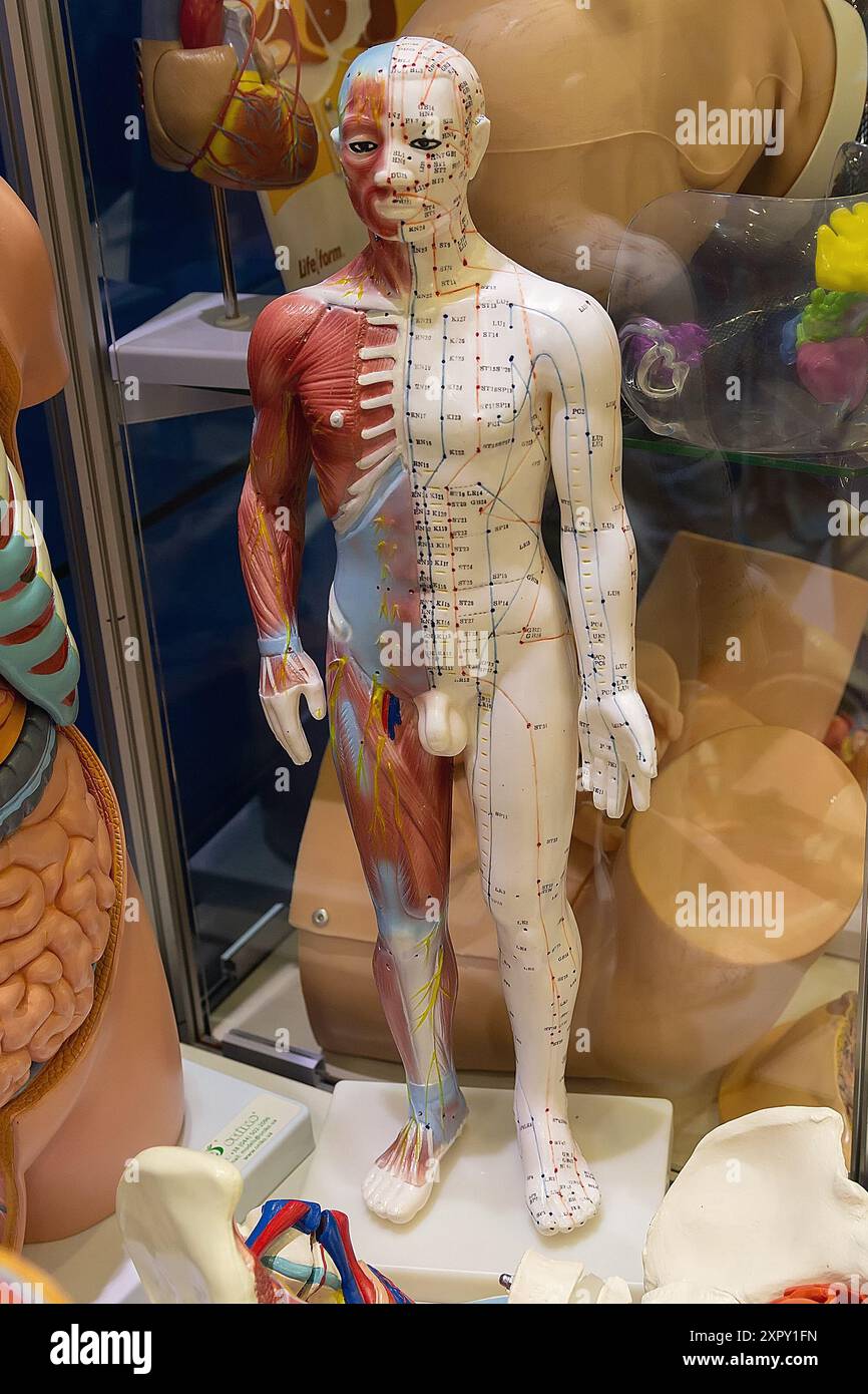 Maquette du système organique humain, anatomie, nerveux, circulatoire ...