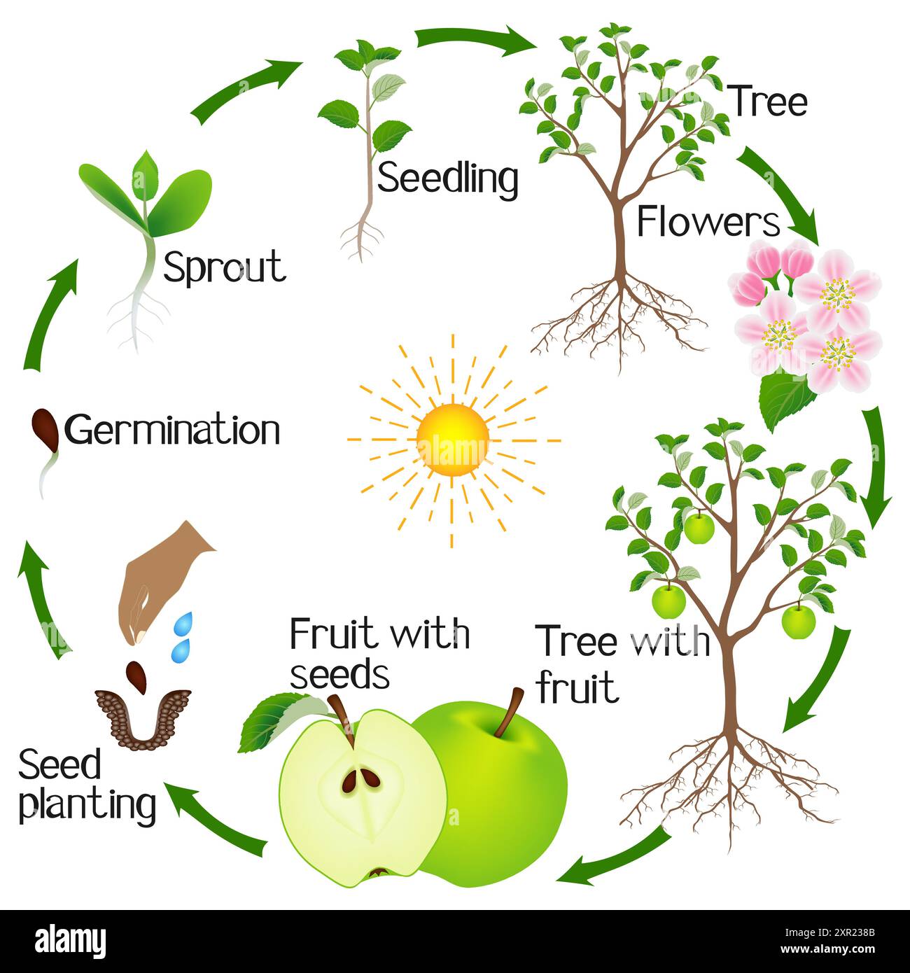 Life cycle of apple tree Banque d'images vectorielles - Alamy