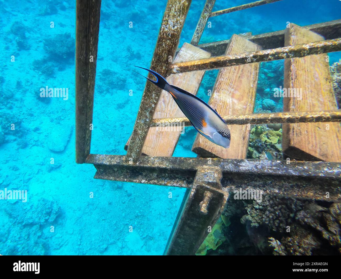 Chirurgien de coraux et de poissons en mer rouge, egypte Banque de ...