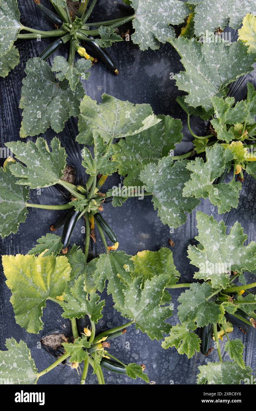 Courgettes growing Banque de photographies et d’images à haute ...