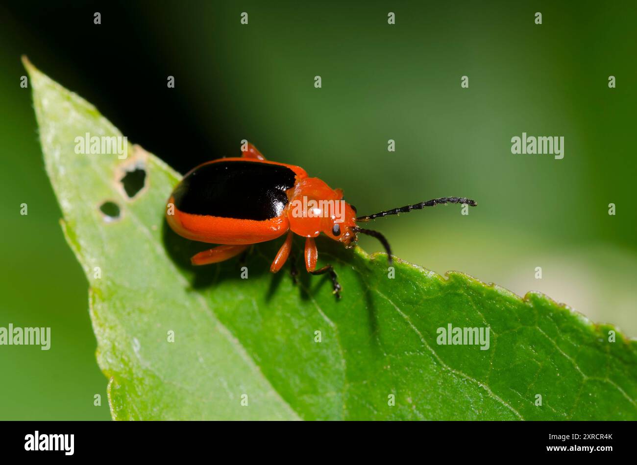 Flea beetle Banque de photographies et d’images à haute résolution - Alamy