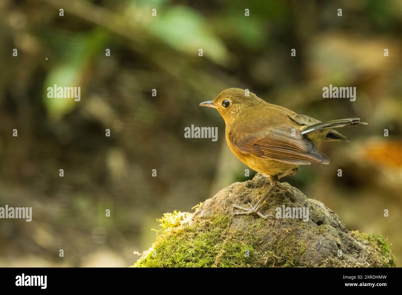 Le Robin à queue blanche femelle (Myiomela leucura) a une apparence ...