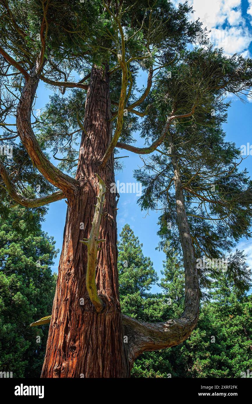 Western red cedar thuja gigantea Banque de photographies et d’images à ...