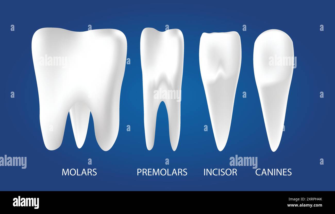 Types de dents Banque de photographies et d’images à haute résolution ...