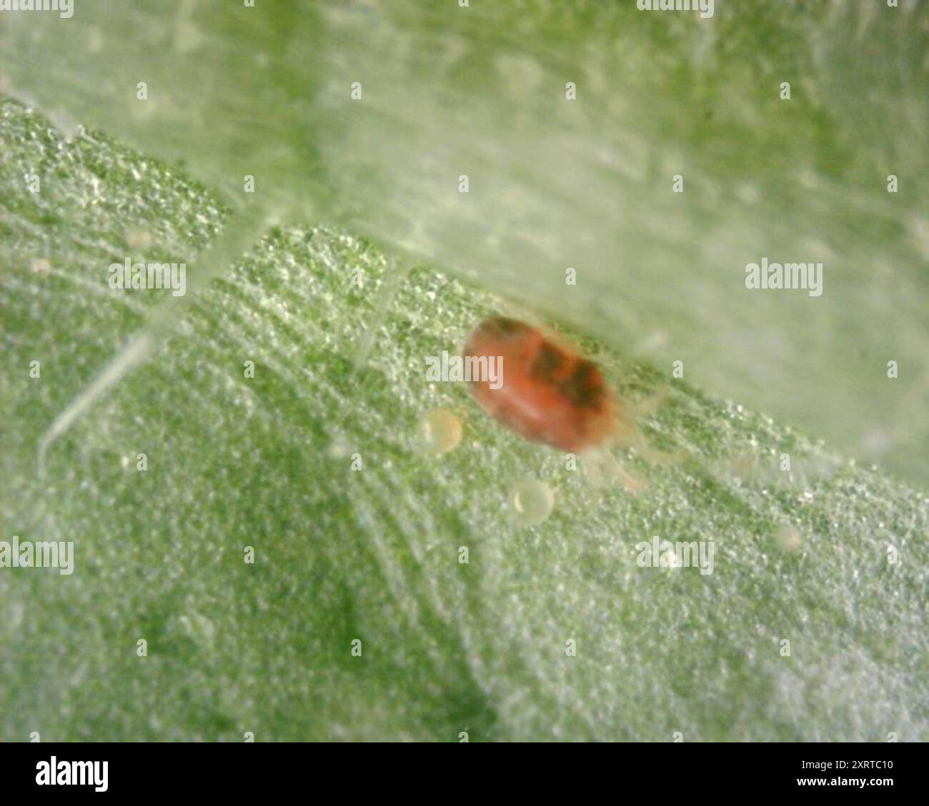 Tetranychus urticae spider mite Banque de photographies et d’images à ...